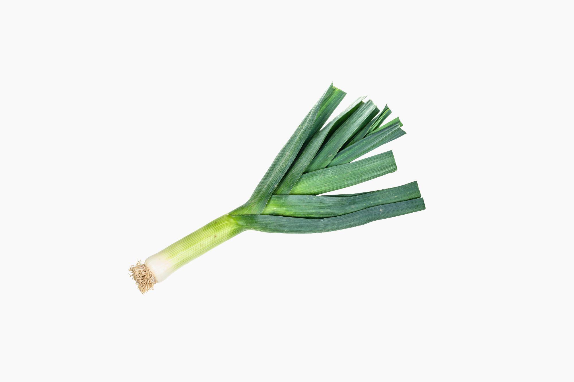 Wissenswertes über Lauch (Porree) - Home and Herbs
